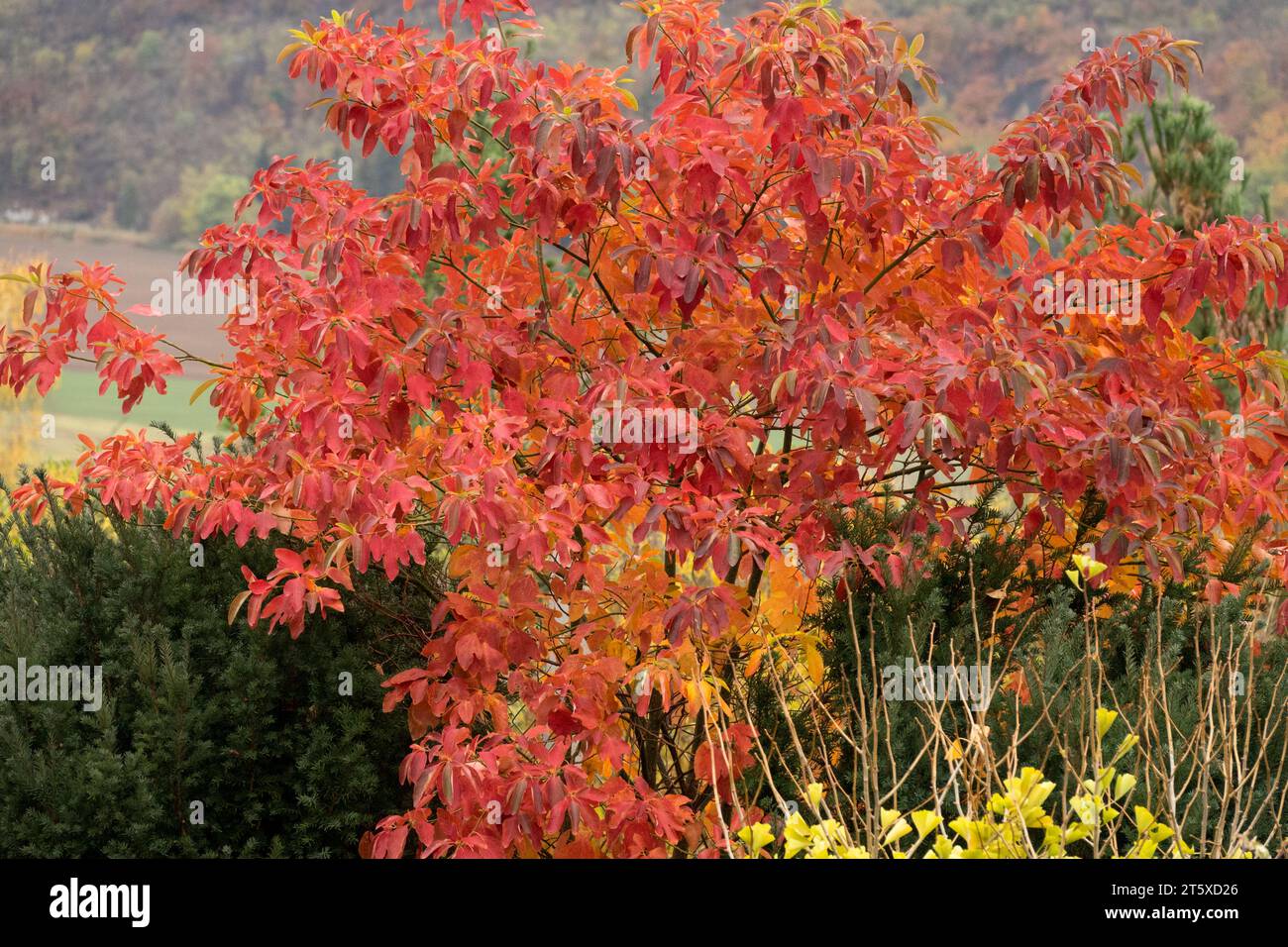 Sassafras tree autumn Sassafras albidum Stock Photo - Alamy