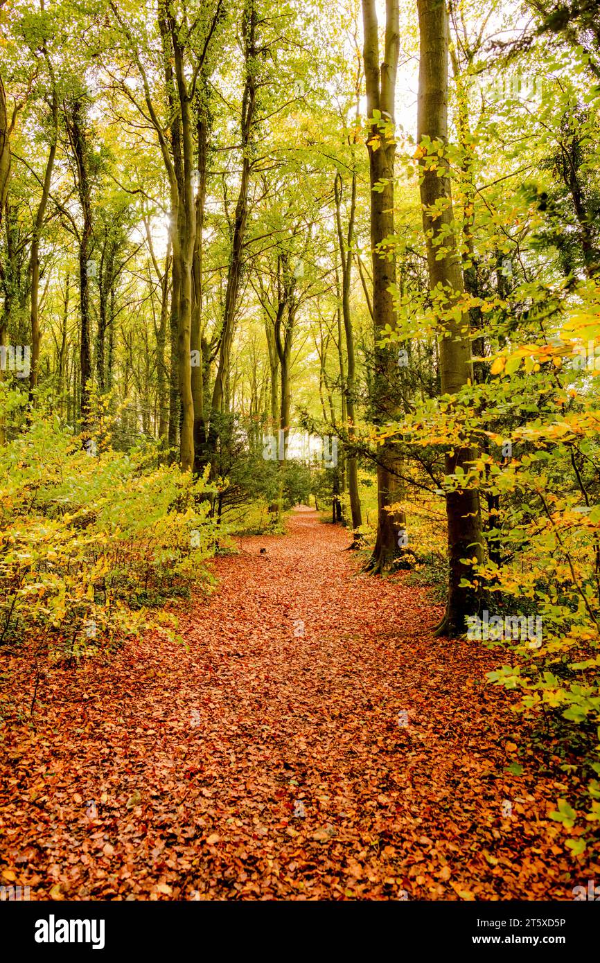 English autumn walk hi-res stock photography and images - Alamy