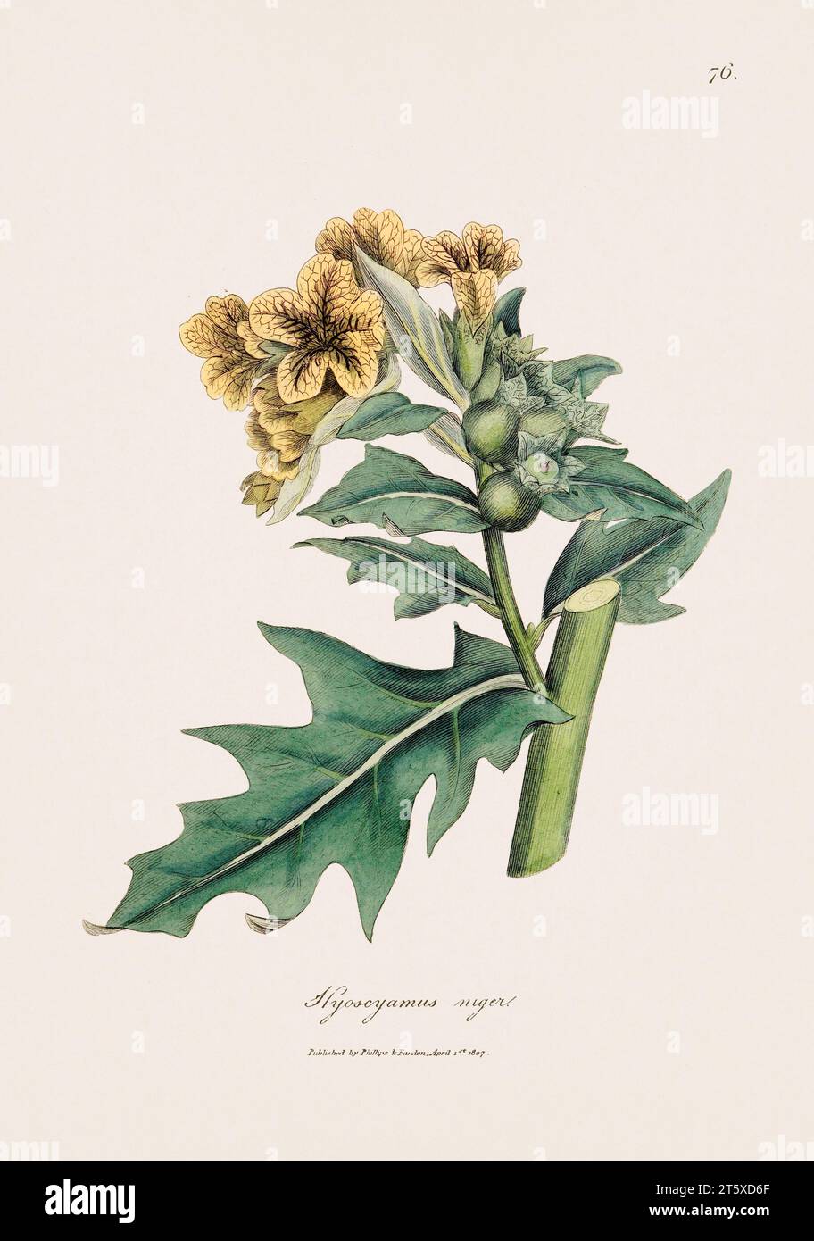 Henbane. Botanical Illustration: Antique Medical Botanical Artwork from ...