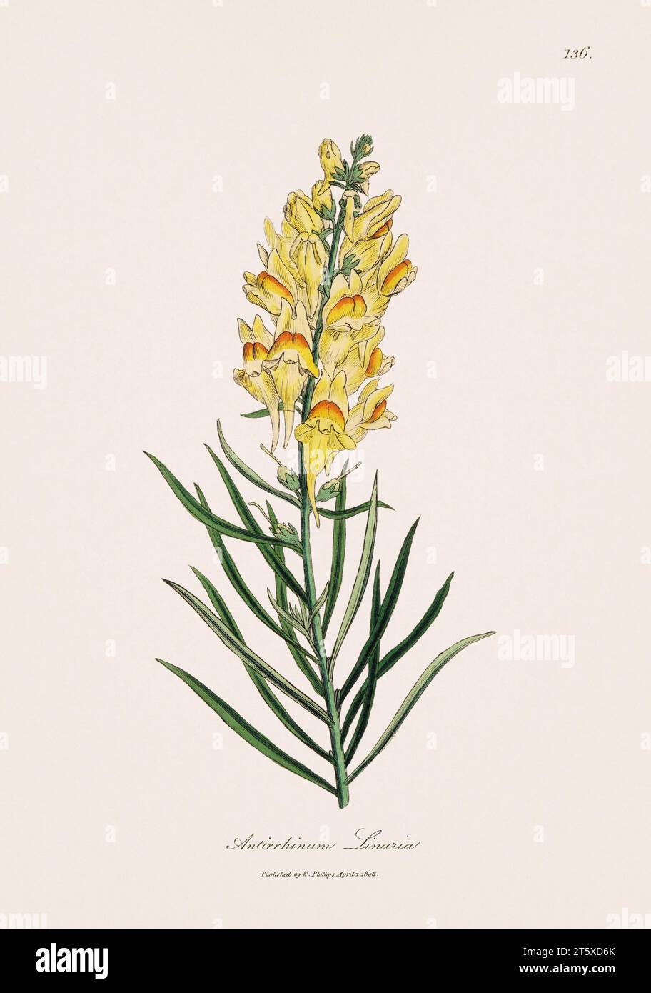 Victorian medical drawing anatomy hi-res stock photography and images ...