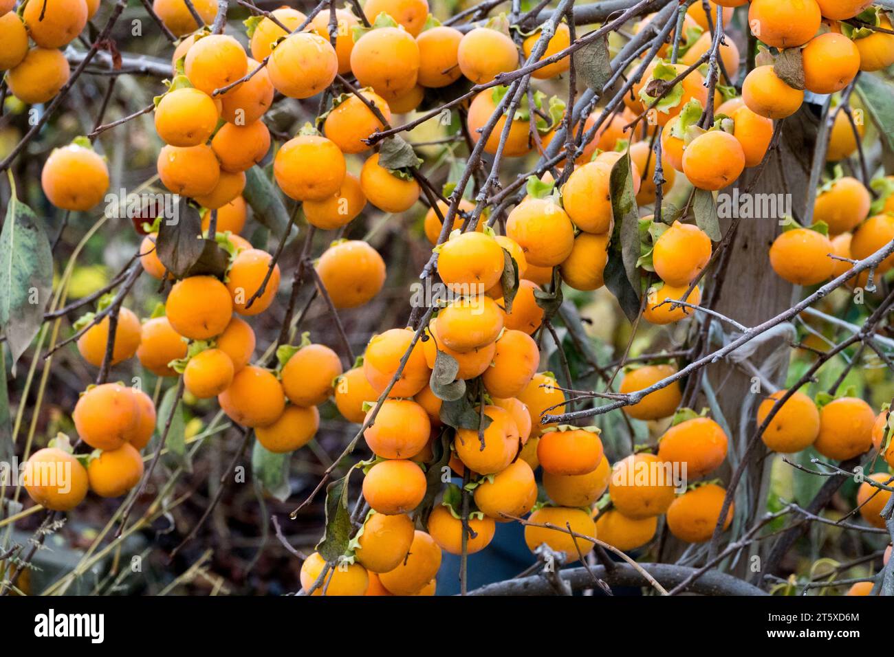 Eastern persimmons diospyros virginiana hi-res stock photography and ...