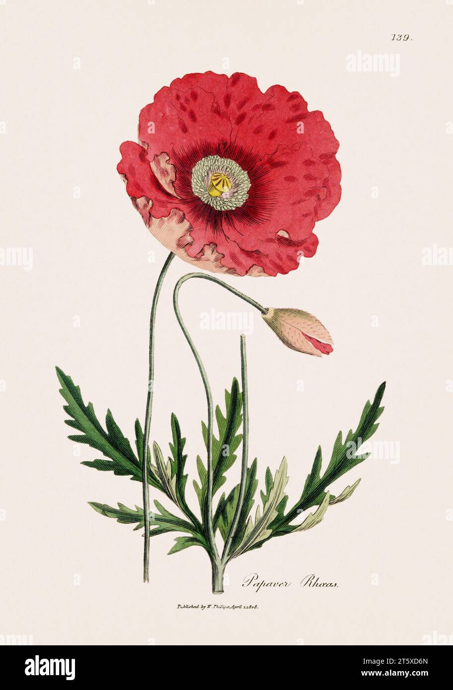 Corn Poppy. Botanical Illustration: Antique Medical Botanical Artwork ...