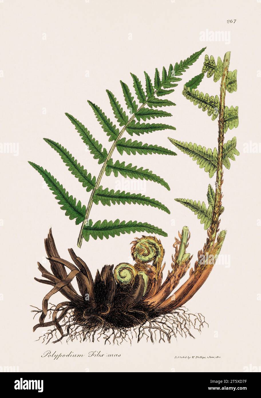 Male Fern. Botanical Illustration: Antique Medical Botanical Artwork ...