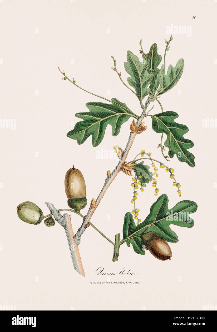 Oak tree. Botanical Illustration: Antique Medical Botanical Artwork ...