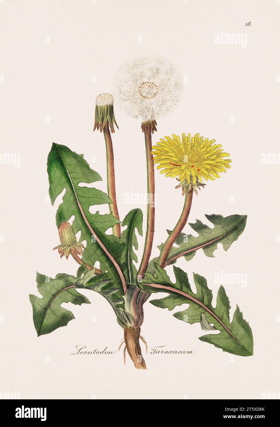 Dandelion. Botanical Illustration: Antique Medical Botanical Artwork ...