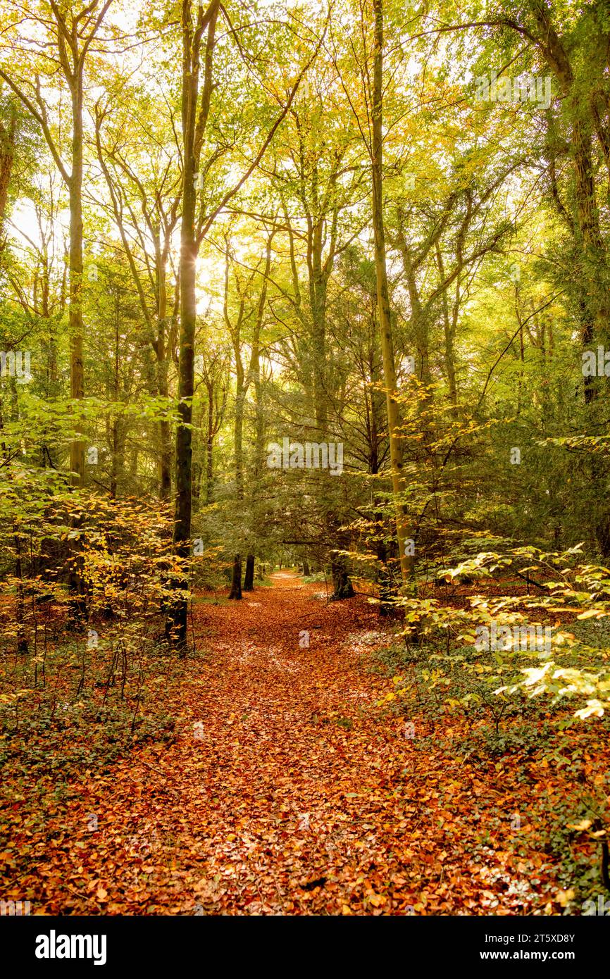 Woods forest path autumn walk hi-res stock photography and images - Alamy