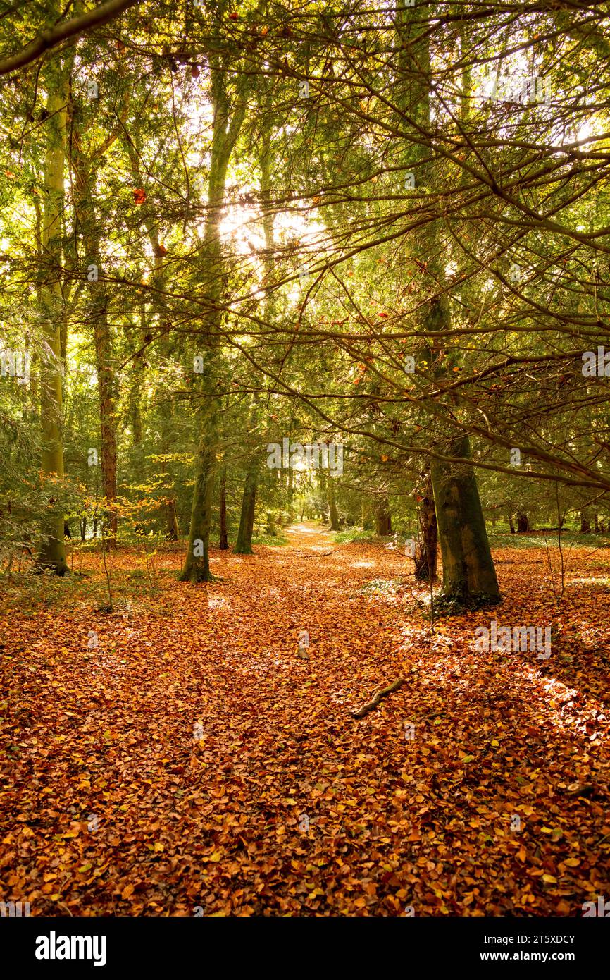 English autumn walk hi-res stock photography and images - Alamy
