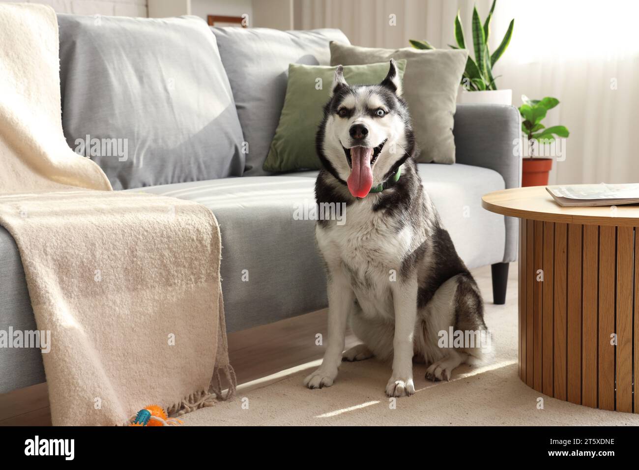 Cute Husky dog in living room Stock Photo - Alamy