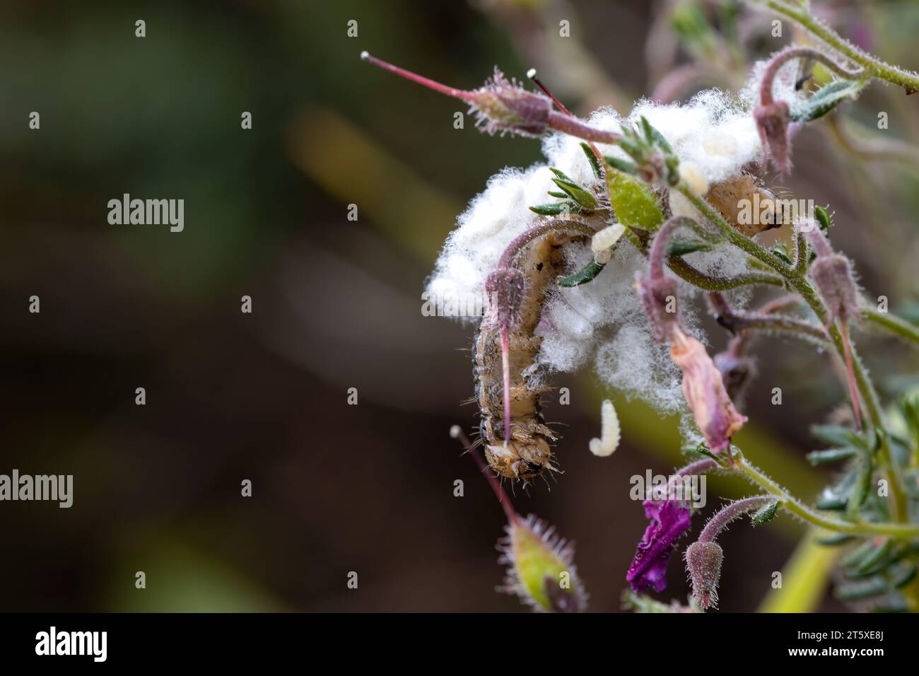 dead caterpillar parasitized by the wasp moth. eggs hatching with their ...