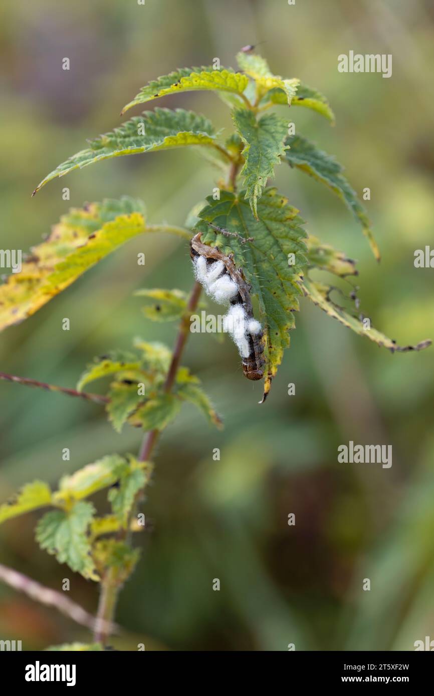 dead caterpillar parasitized by wasp moth hanging from a nettle ...
