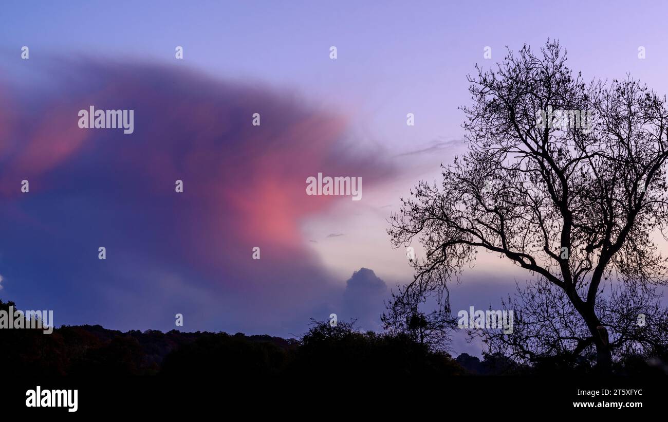 Cumulonimbus cloud with pink edges and tree at dusk, UK Stock Photo - Alamy