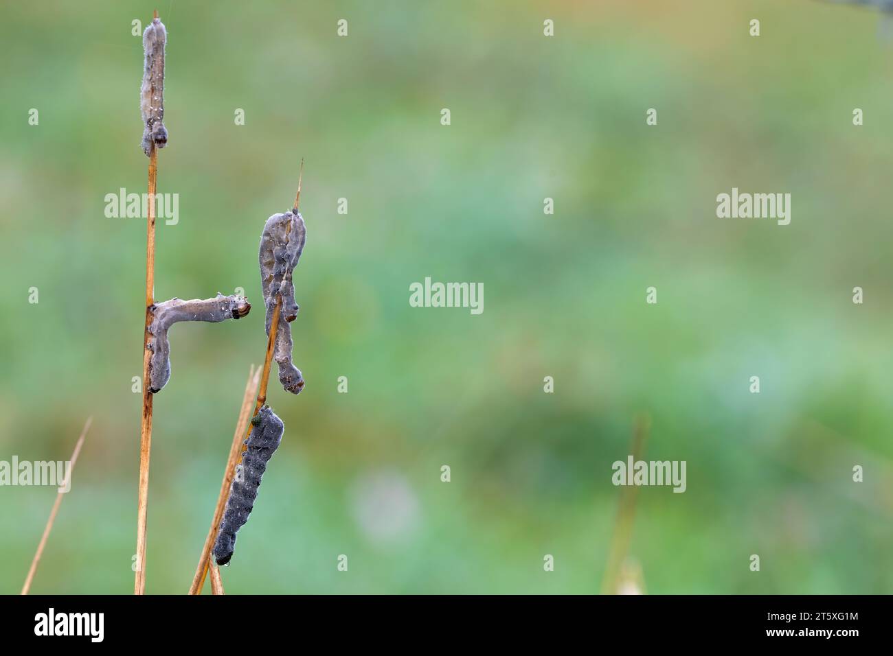Death of caterpillars hi-res stock photography and images - Alamy