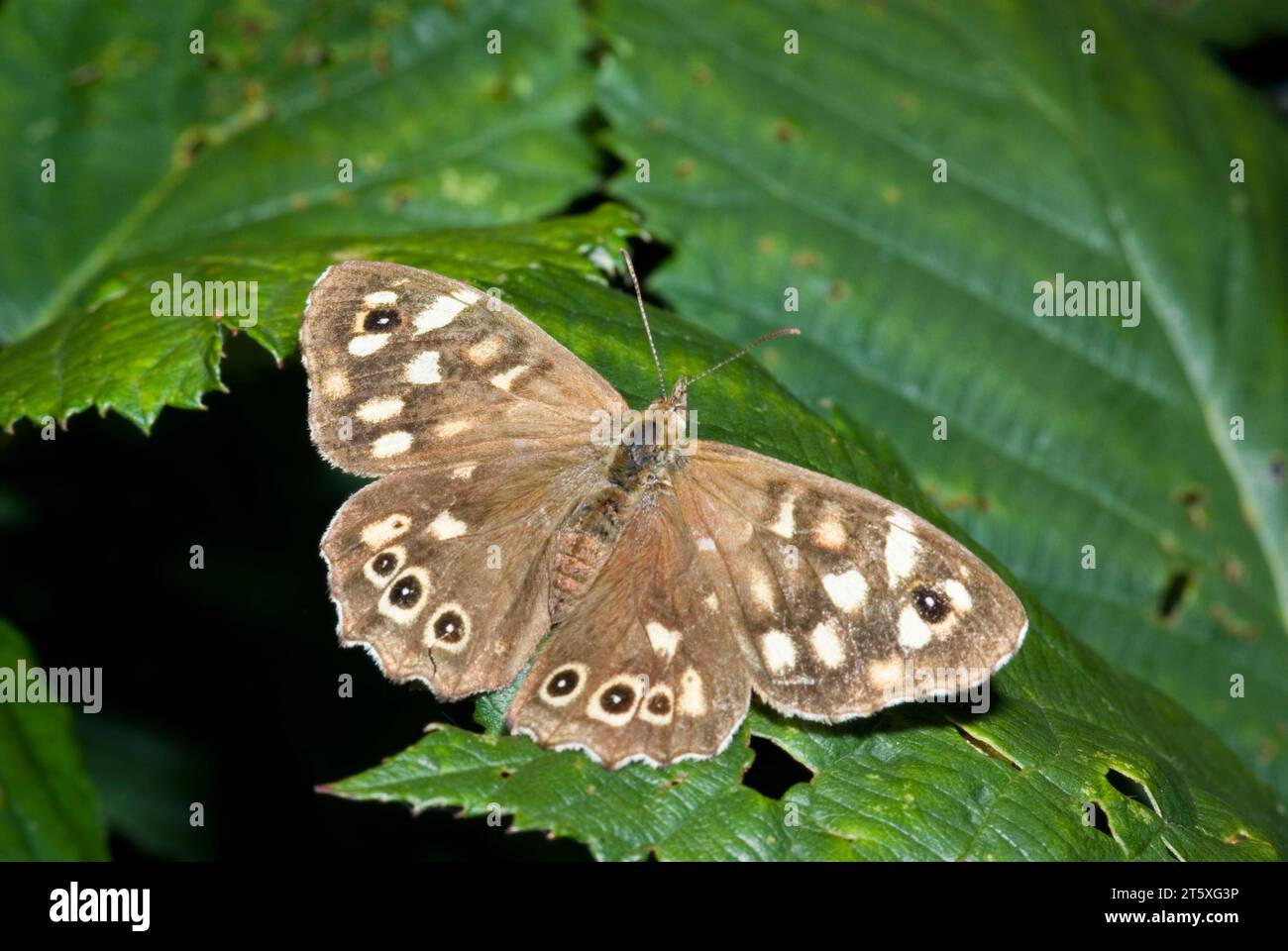 Wood butterfly hi-res stock photography and images - Alamy