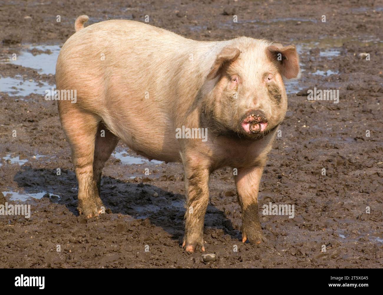 Pig on Farm, Suffolk Stock Photo - Alamy