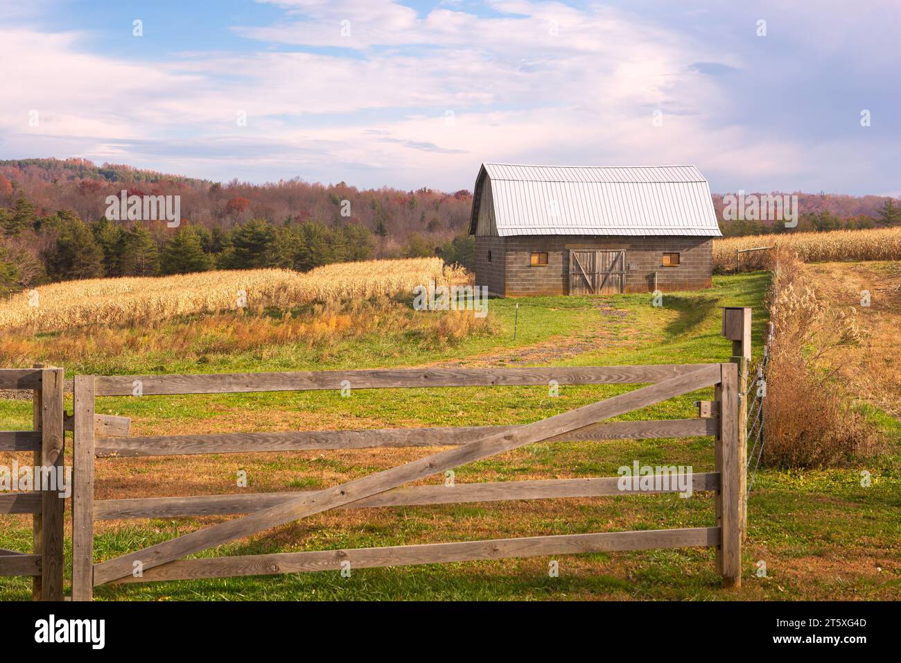 Barn with corn field hi-res stock photography and images - Alamy
