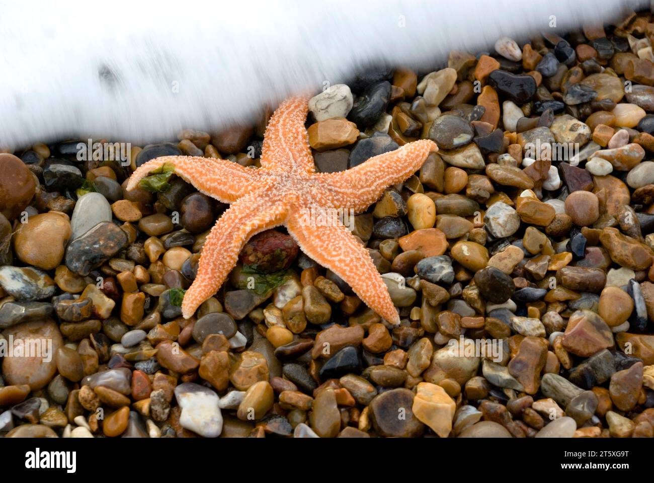 Starfish stranded on beach hi-res stock photography and images - Alamy