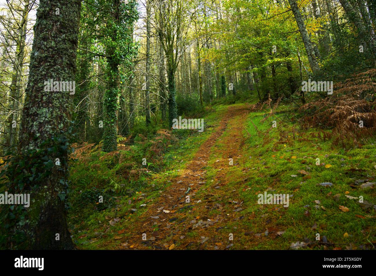 Leafy footpath through forest hi-res stock photography and images - Alamy