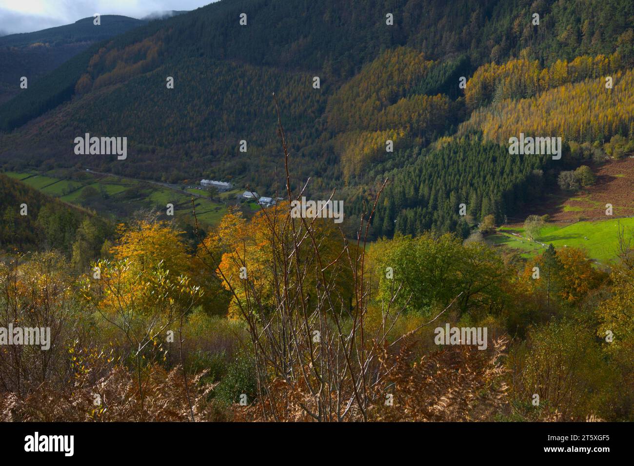 Dyfi forest wales hi-res stock photography and images - Alamy