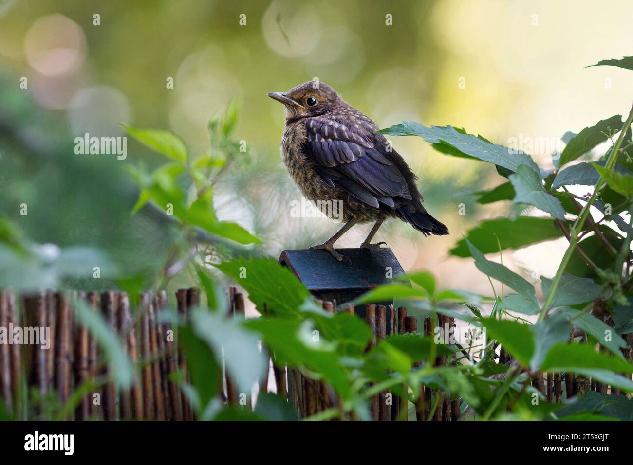 Young common blackbird - one of the most common birds in parks and ...