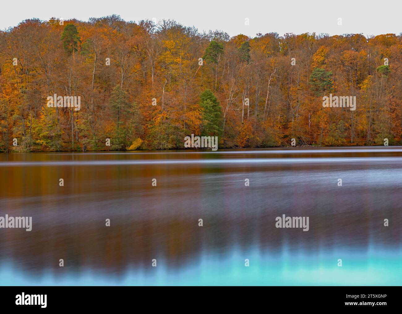 Bremsdorf, Germany. 07th Nov, 2023. The deciduous forest at Großer ...