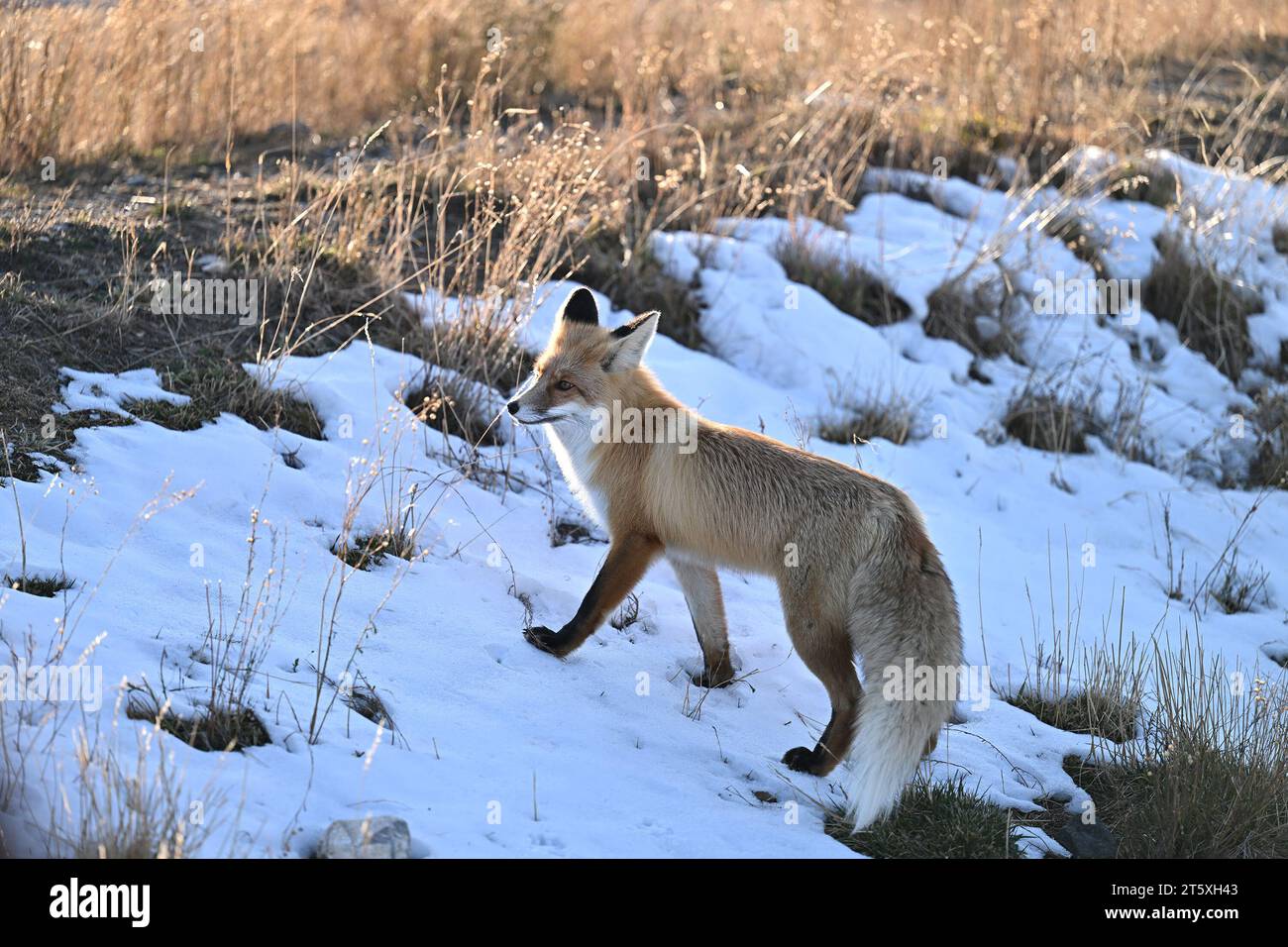 Bole, China's Xinjiang Uygur Autonomous Region. 6th Nov, 2023. A fox is ...