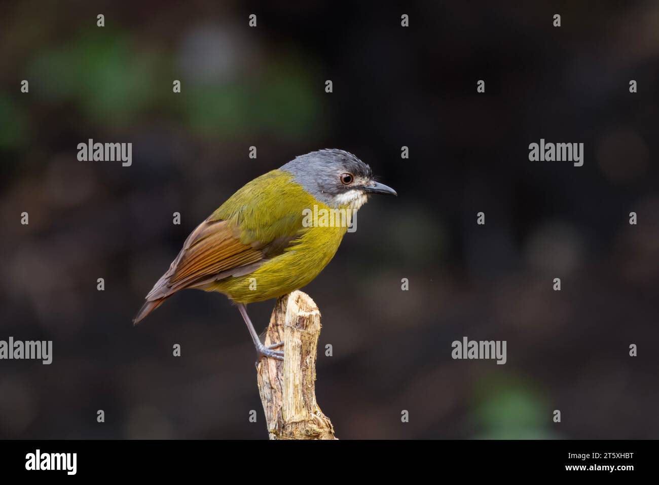 Green backed robin in Arfak mountains in West Papua, Indonesia Stock ...