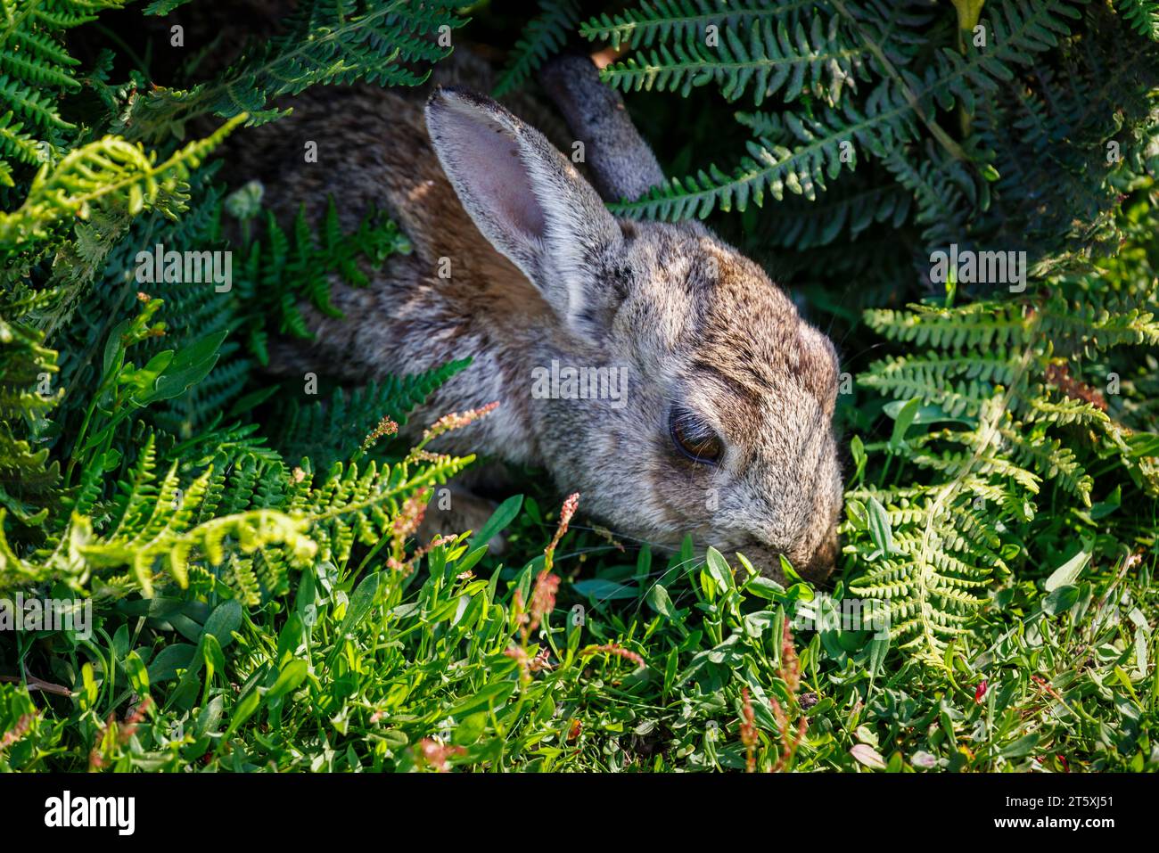 A rabbit (Oryctolagus cuniculus) head and ears in bracken on Skomer, an ...