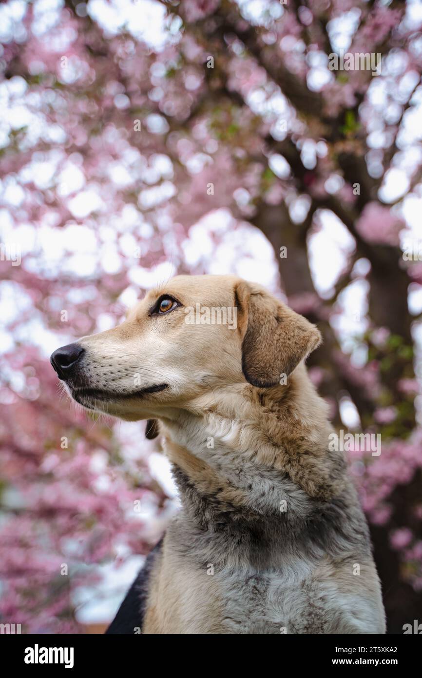 Lower angle dog hi-res stock photography and images - Alamy