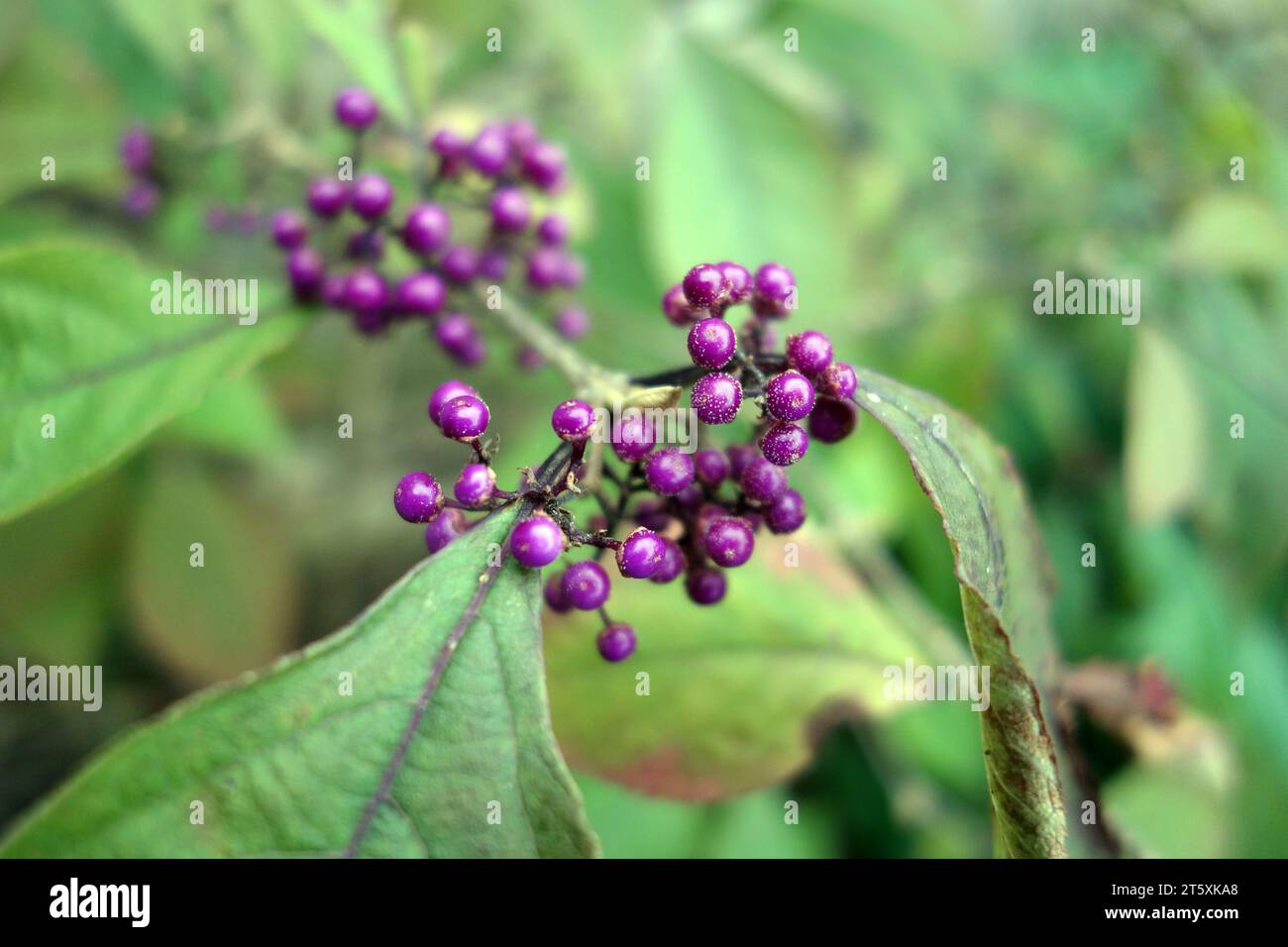 The Purple Berries of the Chinese Callicarpa Bodinieri (Giraldii ...