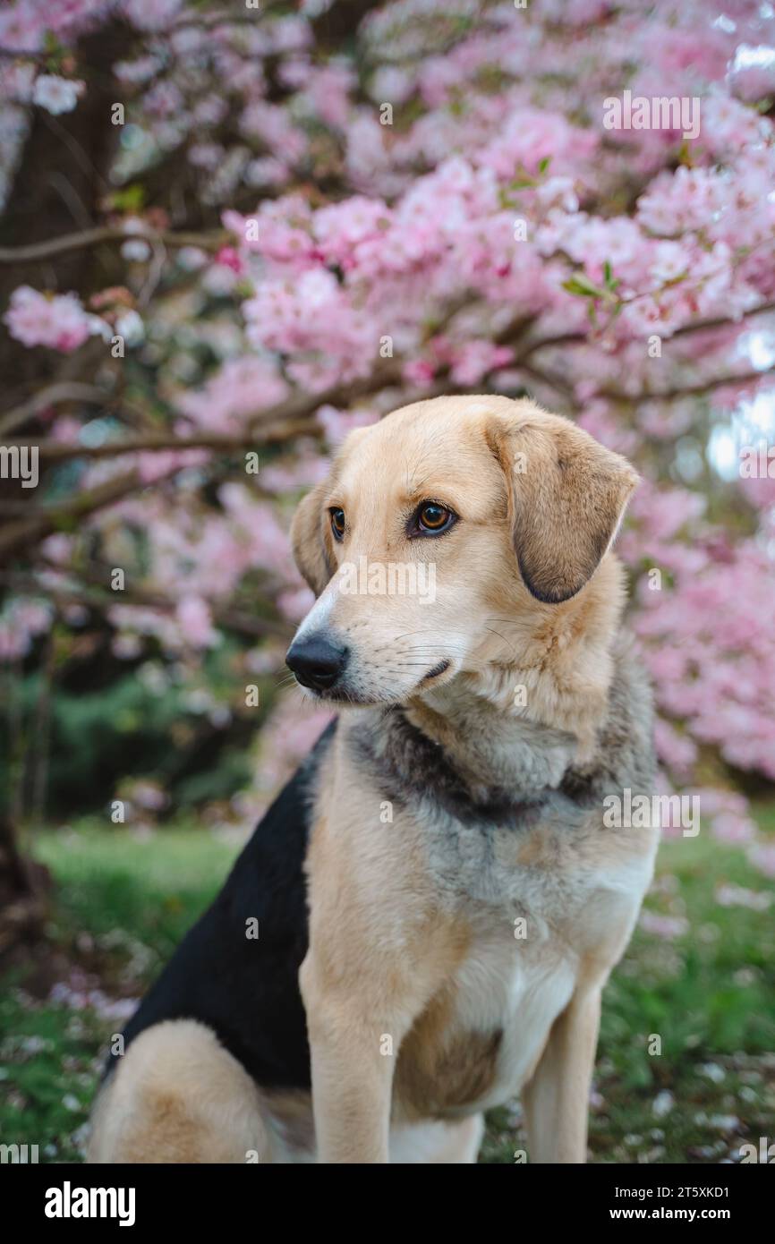 Pretty black white beige dog in cherry flowers Stock Photo - Alamy