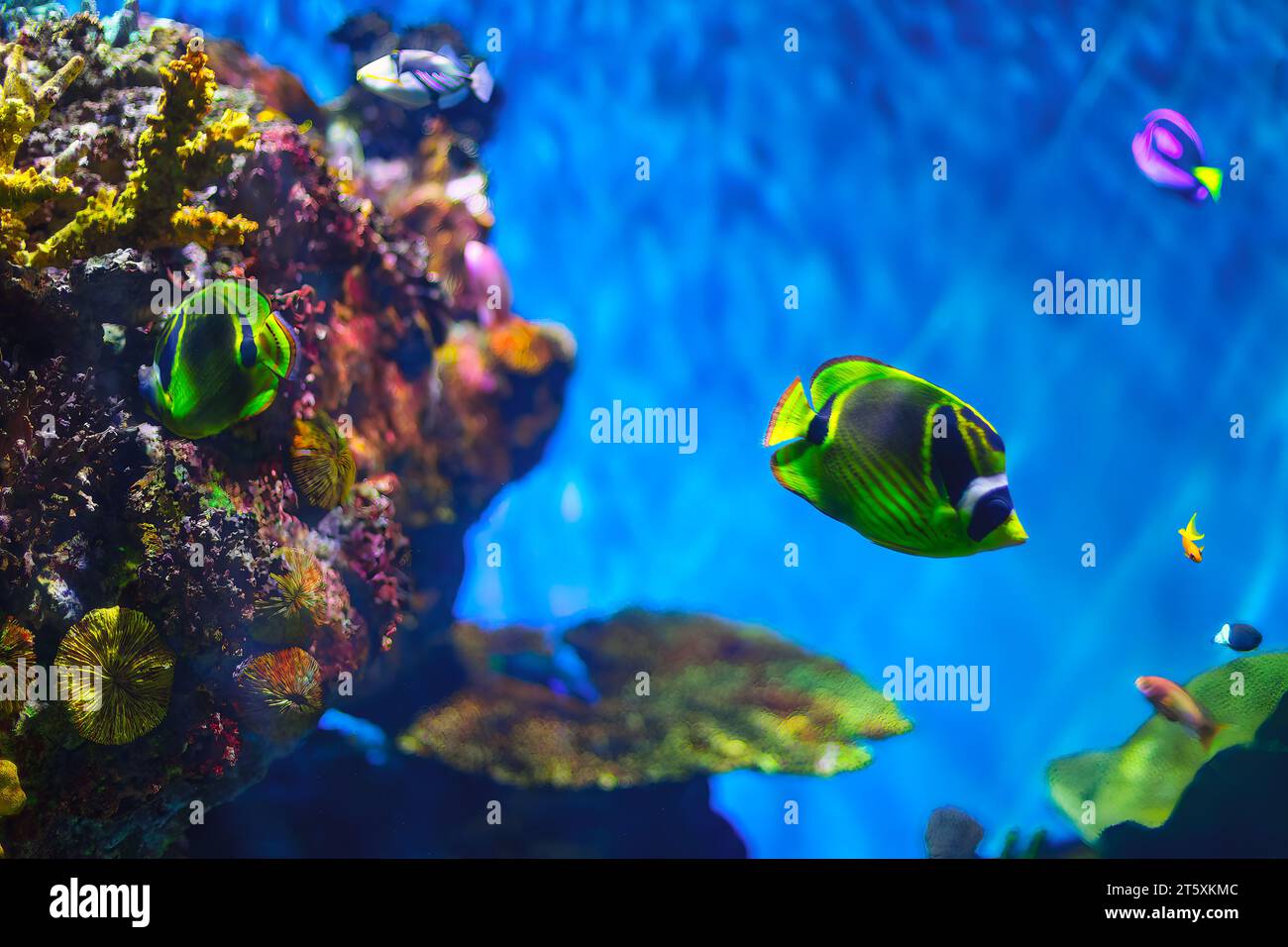 Oceanic spectrum hi-res stock photography and images - Alamy
