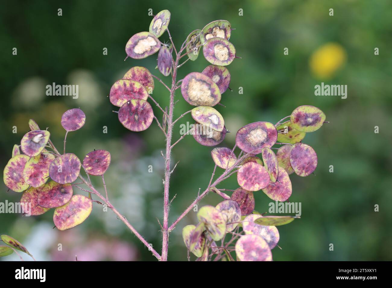 Honesty, Lunaria annua, flower translucent seed pods in close up, with ...