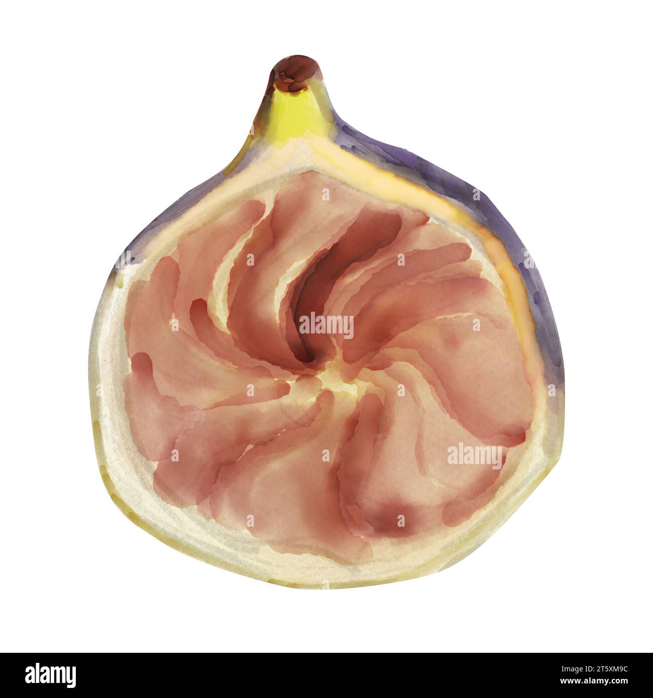 Watercolor ripe fig slice isolated on white background. Hand drawn ...