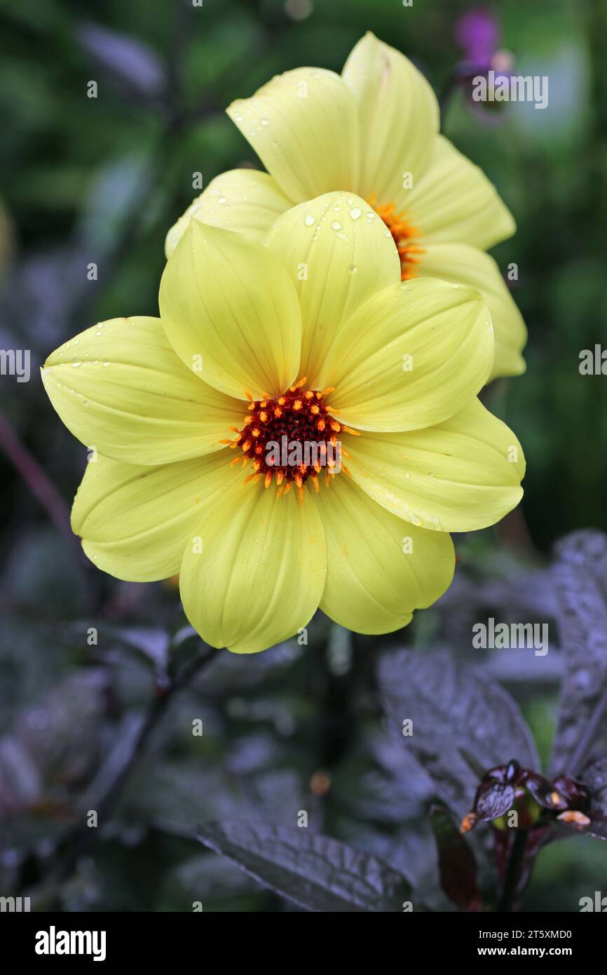 Single flowered dahlia hi-res stock photography and images - Alamy