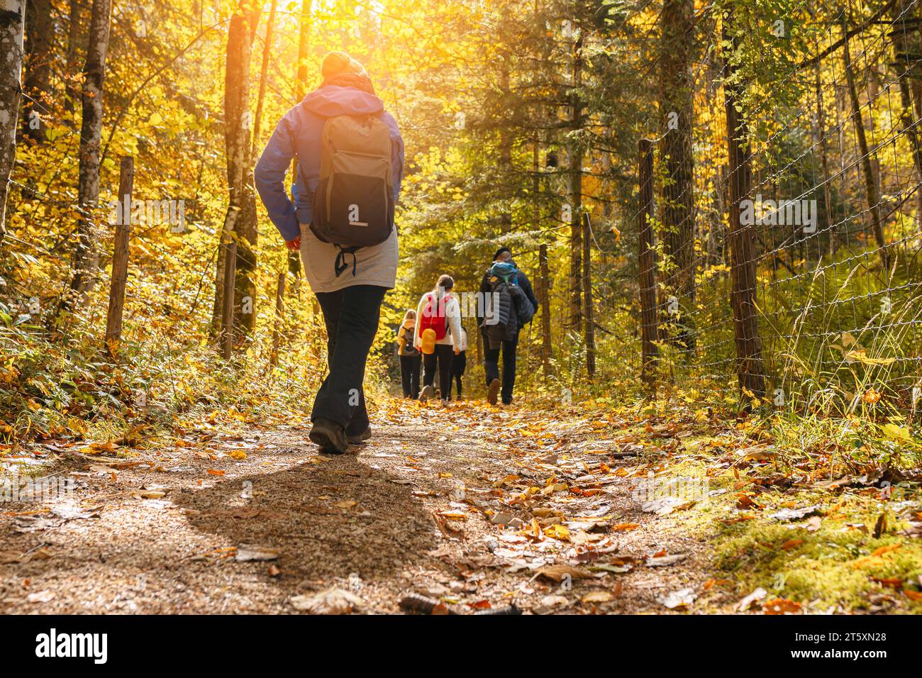 group tourists walking along forest path with backpacks Stock Photo - Alamy