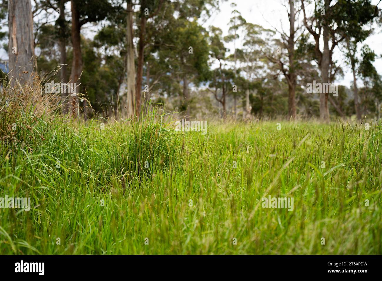 long native grasses on a regenerative agricultural farm. pasture in a ...