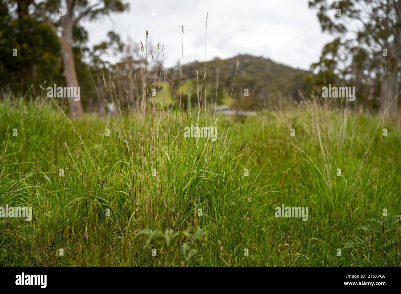 long native grasses on a regenerative agricultural farm. pasture in a ...