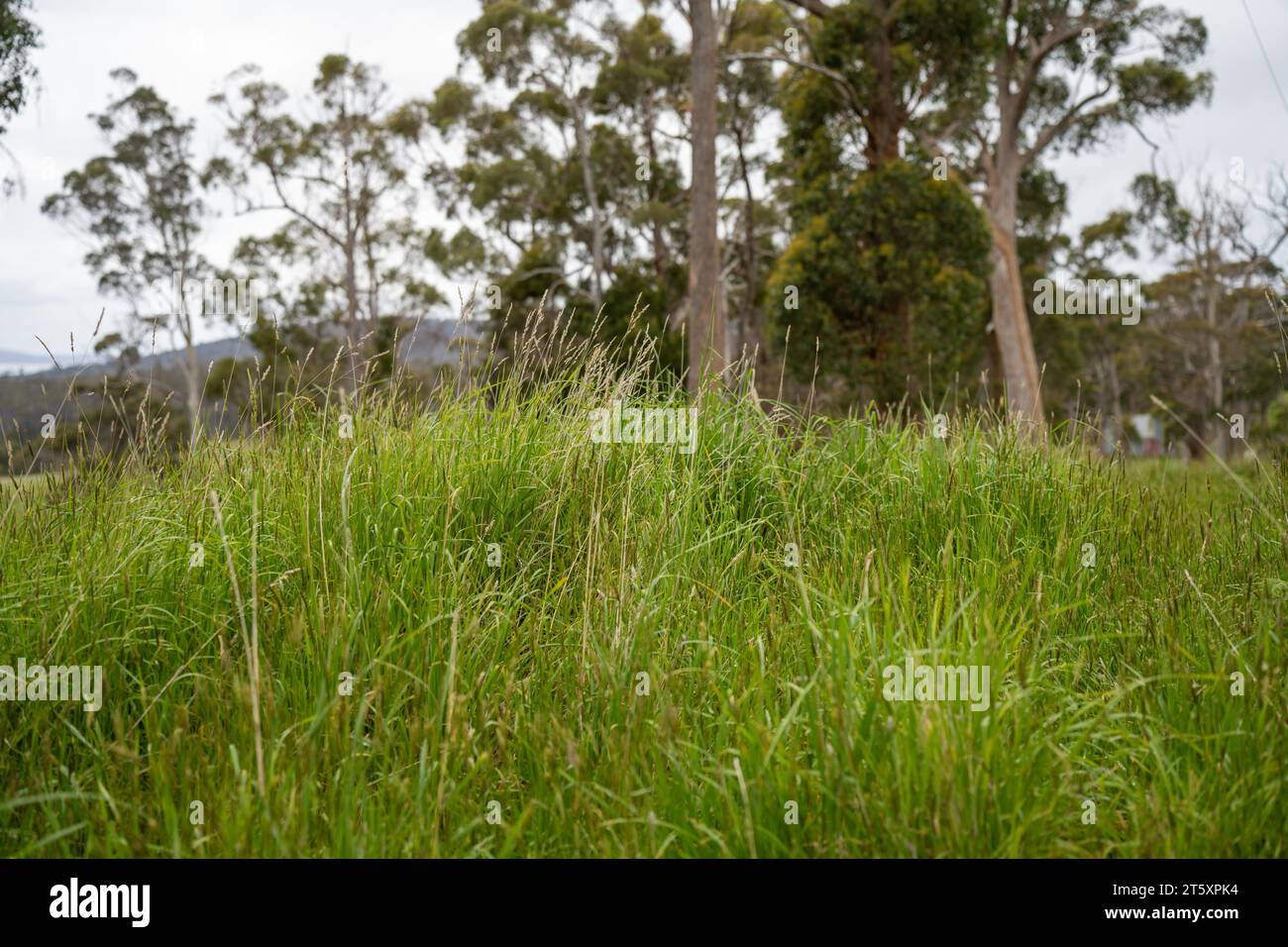 long native grasses on a regenerative agricultural farm. pasture in a ...