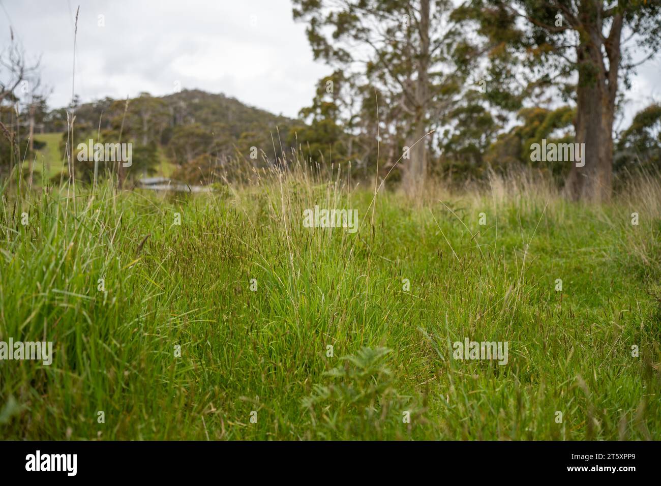 long native grasses on a regenerative agricultural farm. pasture in a ...