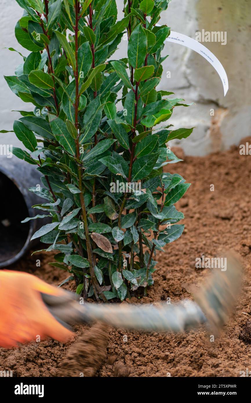 Young laurel plant with branches and green leaves, laurus nobilis ...
