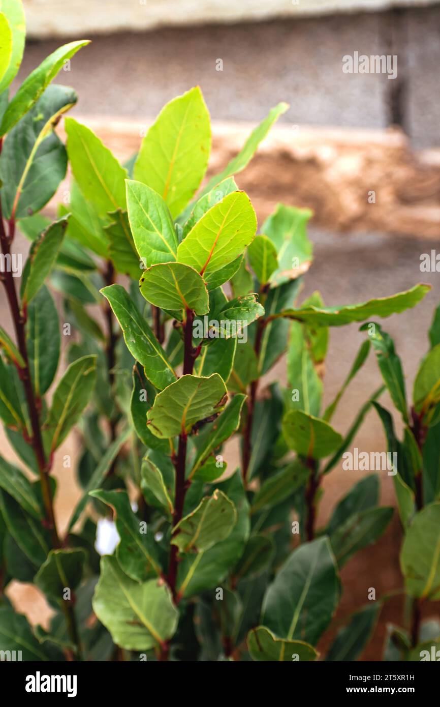 Young laurel plant with branches and green leaves, laurus nobilis ...