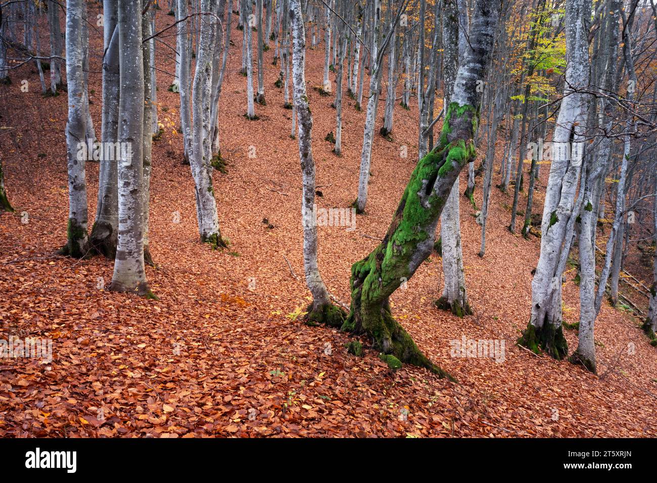 Majestic beech forest with orange foliage at fall season. Picturesque ...