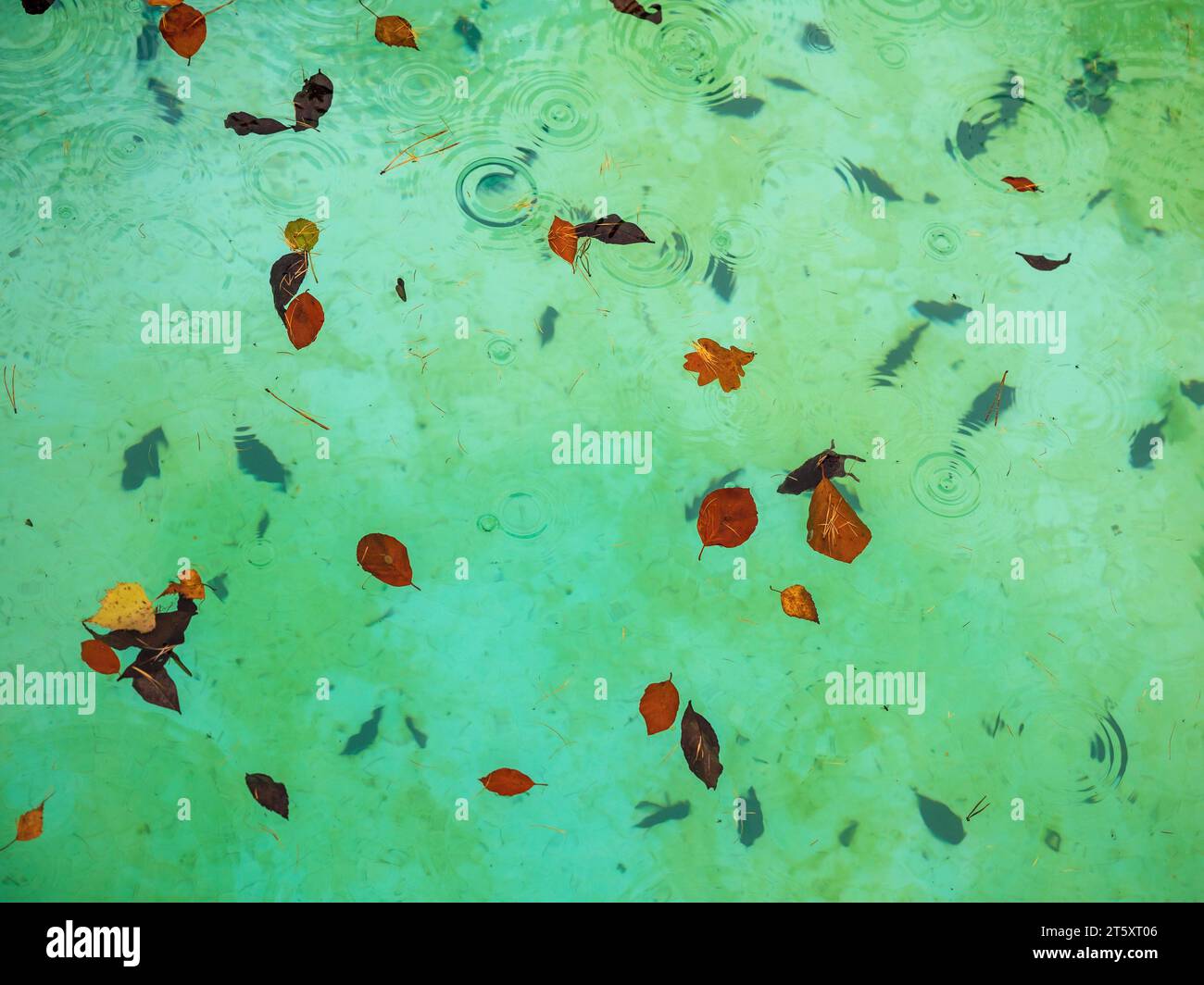 Many autumn color leaf and needle on surface and pool bottom, green ...