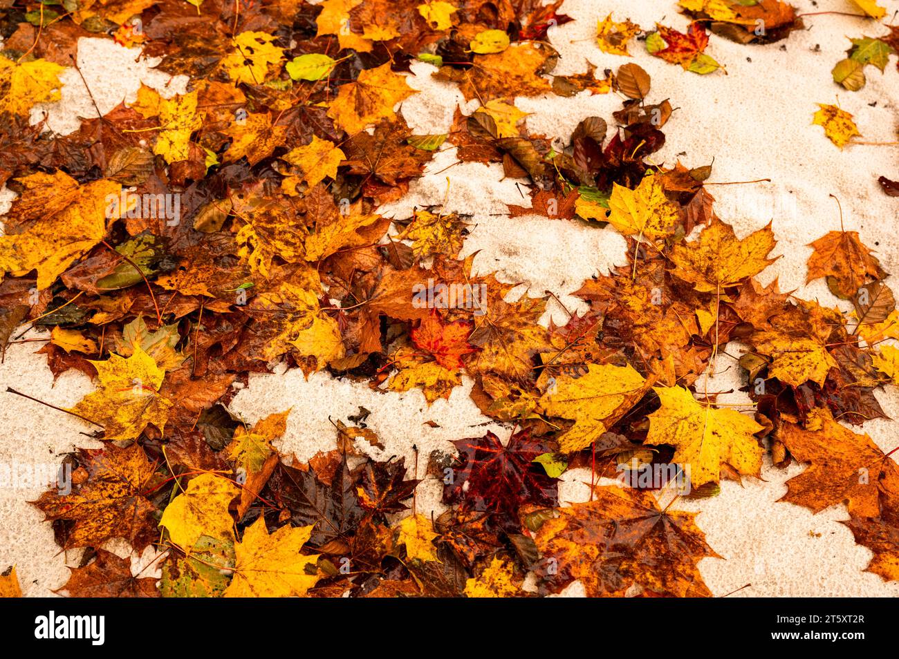 Colorful autumn leaf on wet sand. Natural background Stock Photo - Alamy