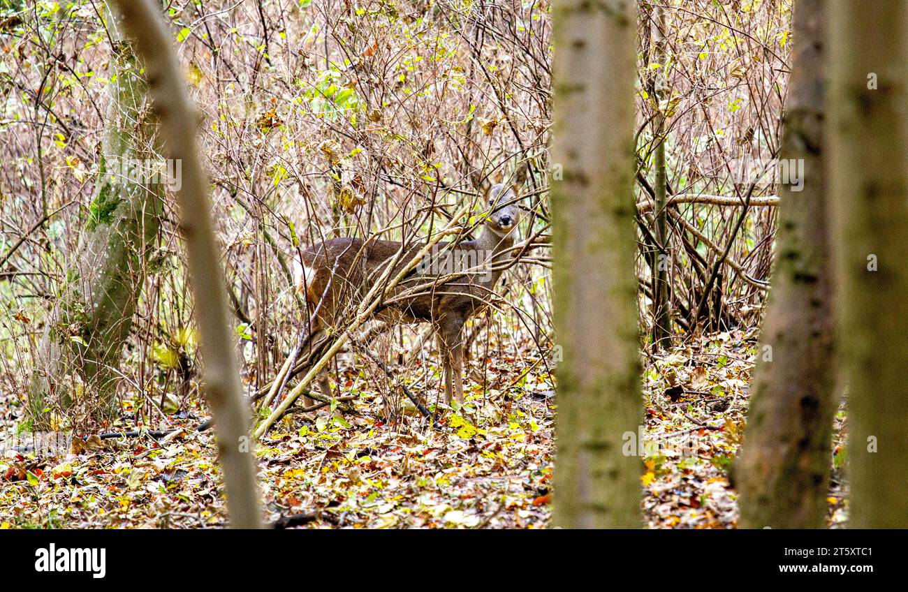 Camperdown country park dundee hi-res stock photography and images - Alamy