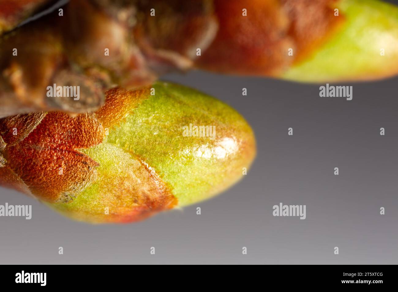 Plant phenology, the alchemy of spring. Tree vegetative bud, leaf bud ...