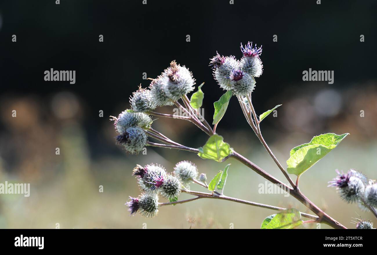 Ruderal vegetation hi-res stock photography and images - Alamy