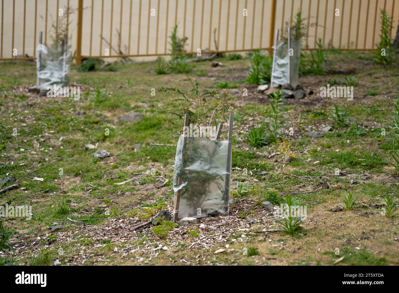 planting trees in tree guards on a regenerative farm in australia Stock ...
