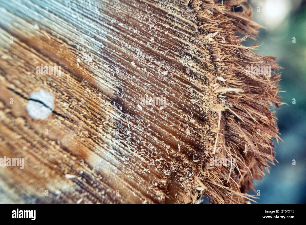 Disheveled bast hi-res stock photography and images - Alamy