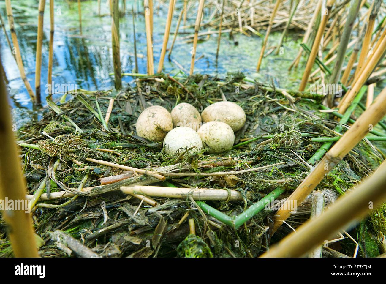 Great-crested grebe (Podiceps cristatus) nest on reed bed on eutrophic ...